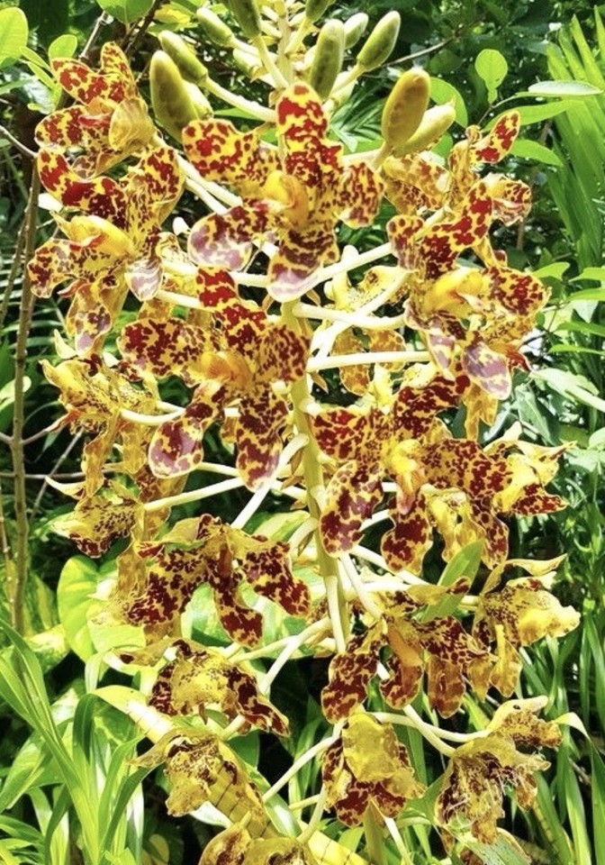 Grammatophyllum Speciosum, Tiger Orchid. Orchid Plant | eBay