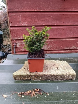 Picea abies Little Gem in a 9cm pot, potential bonsai subject | eBay UK