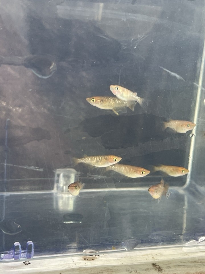 5 +1 Raiko Kagami Uroko Japanese rice Fish (Medaka) Kagami Scale ...