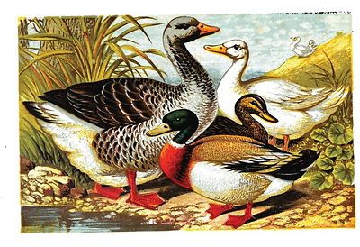 Poultry - Gamefowl Magazine Game Chicken Books