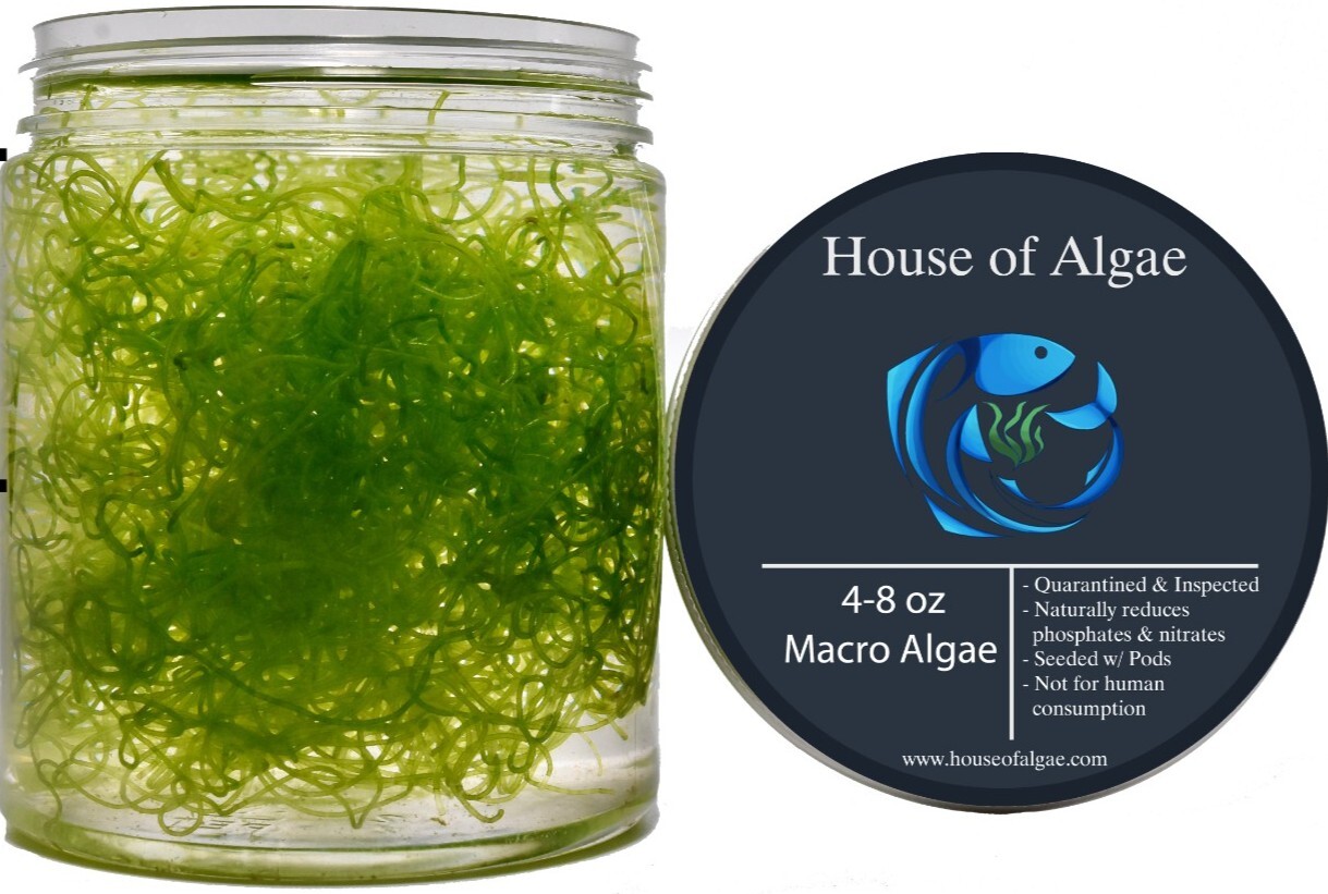 Chaetomorpha Macro Algae 1/2 CUP CHAETO Refugium For Saltwater Reef ...