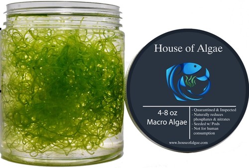 Chaetomorpha Macro Algae 1/2 CUP CHAETO Refugium For Saltwater Reef ...