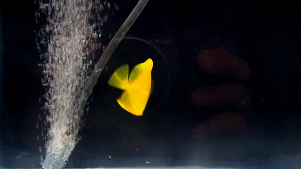 Yellow Saltwater Fish Tang WYSIWYG High Quality Size 3” | eBay