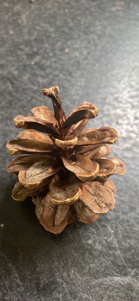 20 Douglas Fir Pine Cones | eBay