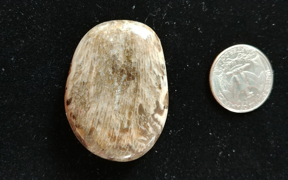 Hand polished fossil, small size. Semi precious, treasure, gift, fossil ...