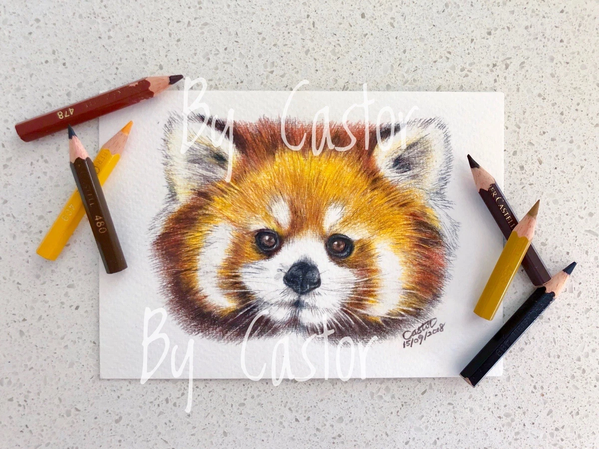 Red Panda Pencil Drawing