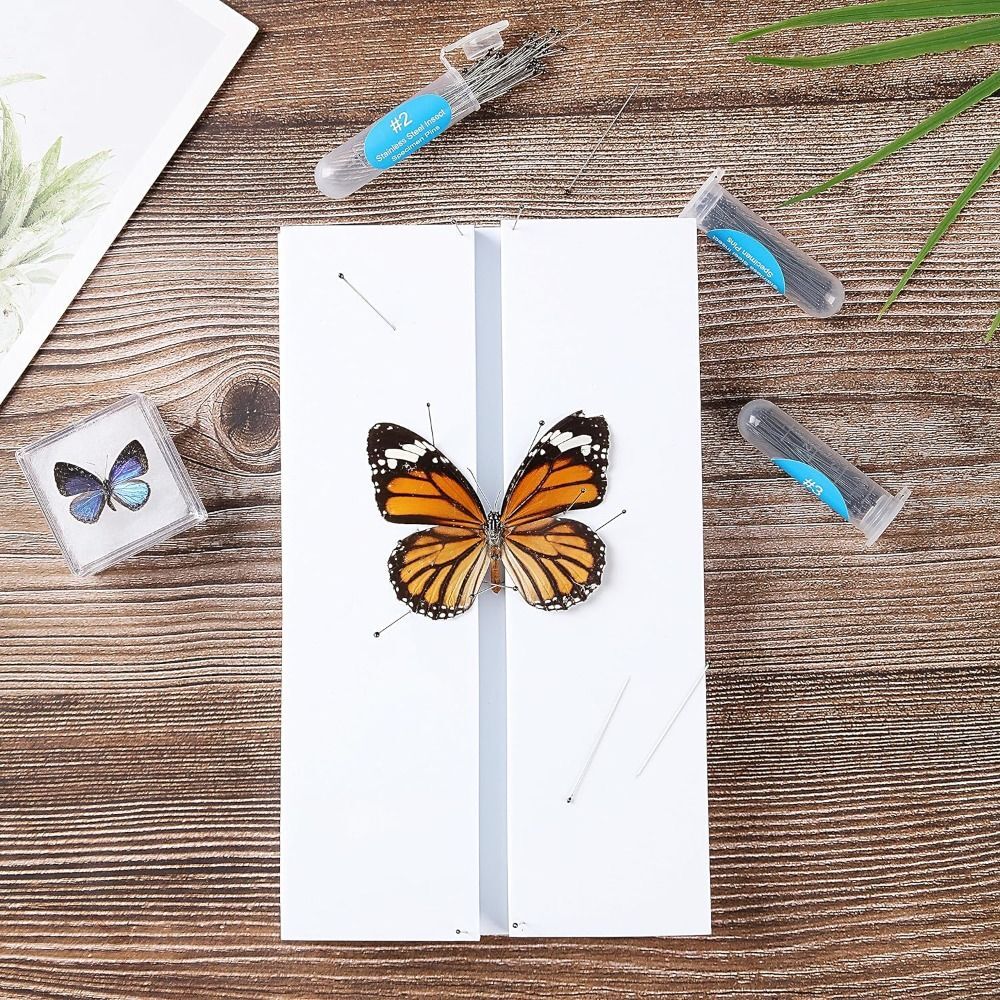 White Pose Insects Boards EVA Foam Insect Specimen Tools Bugs ...