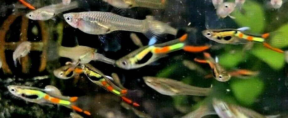 Key Lime/Lime Green Endler's - 3 PAIR's total (2 Pairs + 1 Free Pair ...