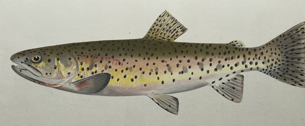 Black Spotted Cutthroat Trout