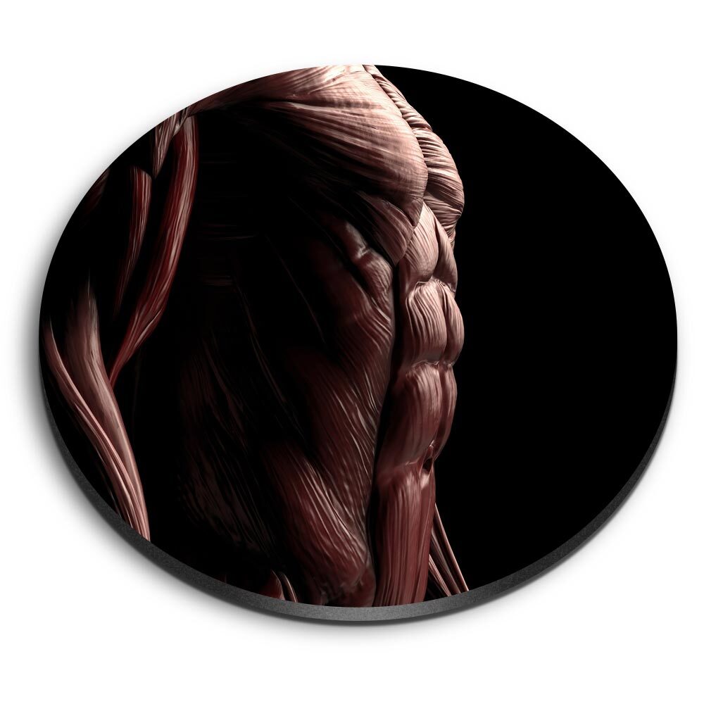 1x Round Fridge MDF Magnet Male Human Muscles Biology Science #53057 | eBay