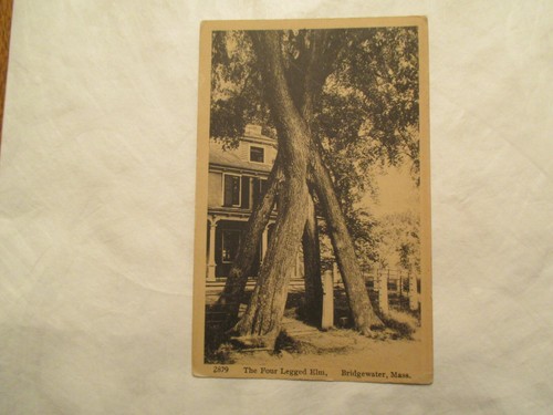 Massachusetts Postcard The Four Legged Elm Bridgewater MA | eBay