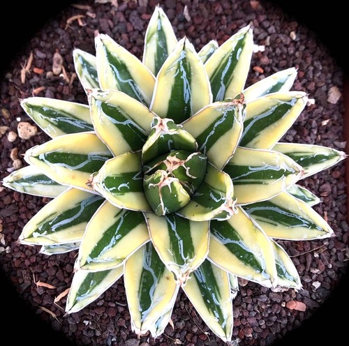 Agave victoriae regina cv KIZAN VARIEGATED | Queen Victoria agave ...