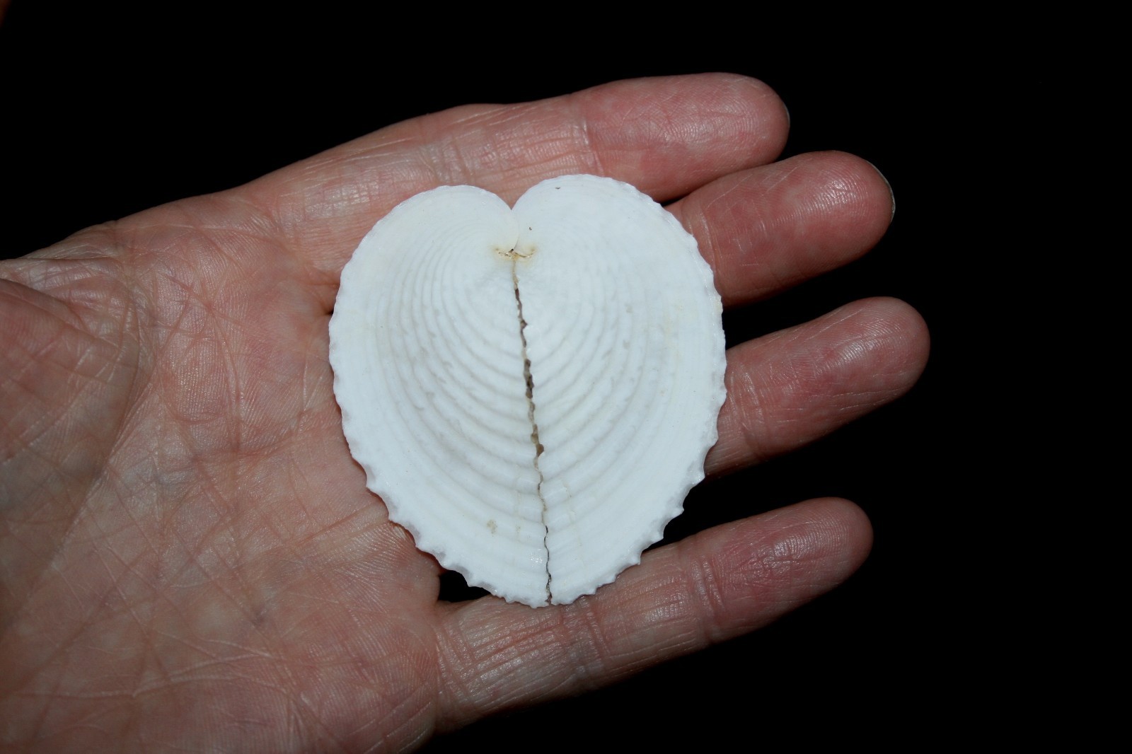 GIANT Heart Cockle seashell | eBay