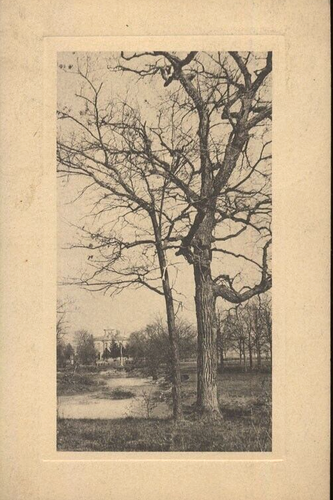 Vintage 1909 Lithograph POSTCARD Tree River HOME Estate Landscape LITHO ...