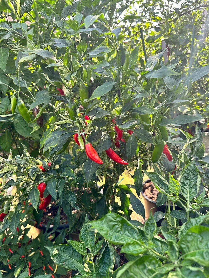 Mattapeno Pepper Seeds | eBay