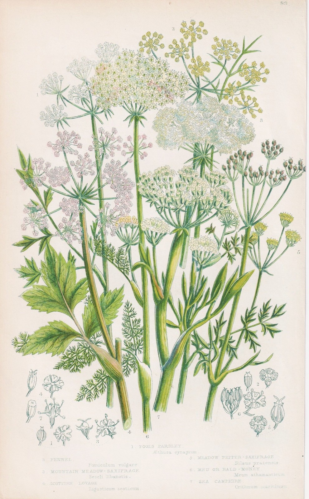 Aethusa Cynapium Herbs Botany Anne Pratt Lithography 1870 | eBay