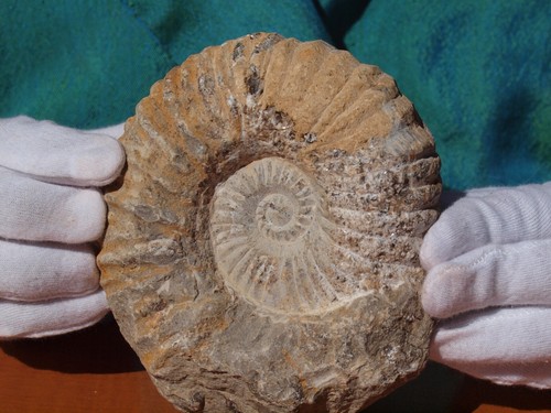 Ammonite Fossil Sea Shell Morocco Cambrian Period 485 Million Years Old ...