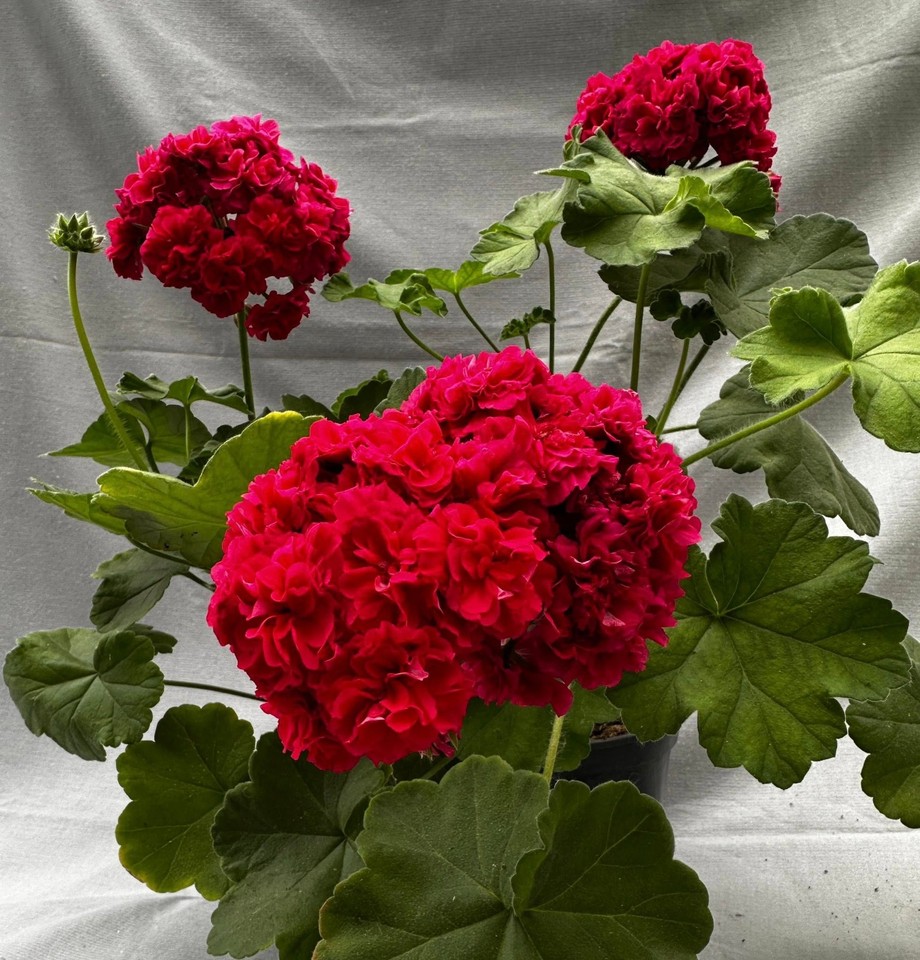 Pelargonium Lia Princess Jasmine (2025) | eBay UK
