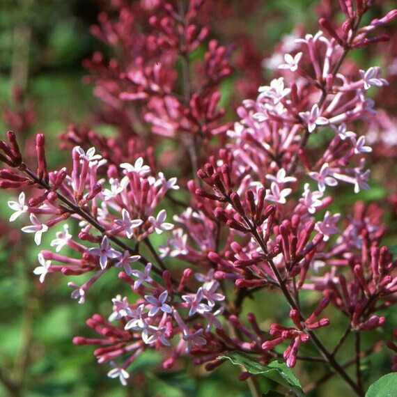 Red Pixie Lilac, Syringa (pubescens subsp.julianae) LIVE PLANT 6 ...