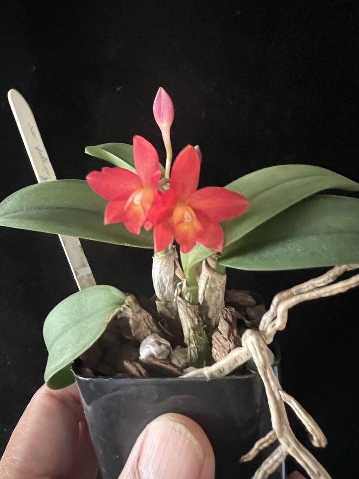 DO Div -Sl. Tiny Star 'Jaclyn', cernua, micro mini Cattleya , Orchid, in flower! | eBay