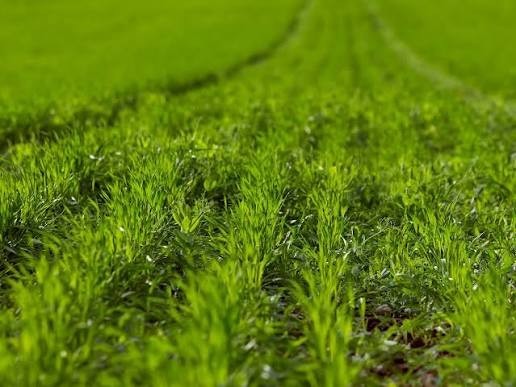 750 Winter Rye Grass Seeds Non Gmo Cover Crop Forage Crop free shipping ...