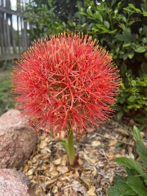 FireBall Lily X 1 Bulb (Scadoxus multiflorus) | eBay Australia