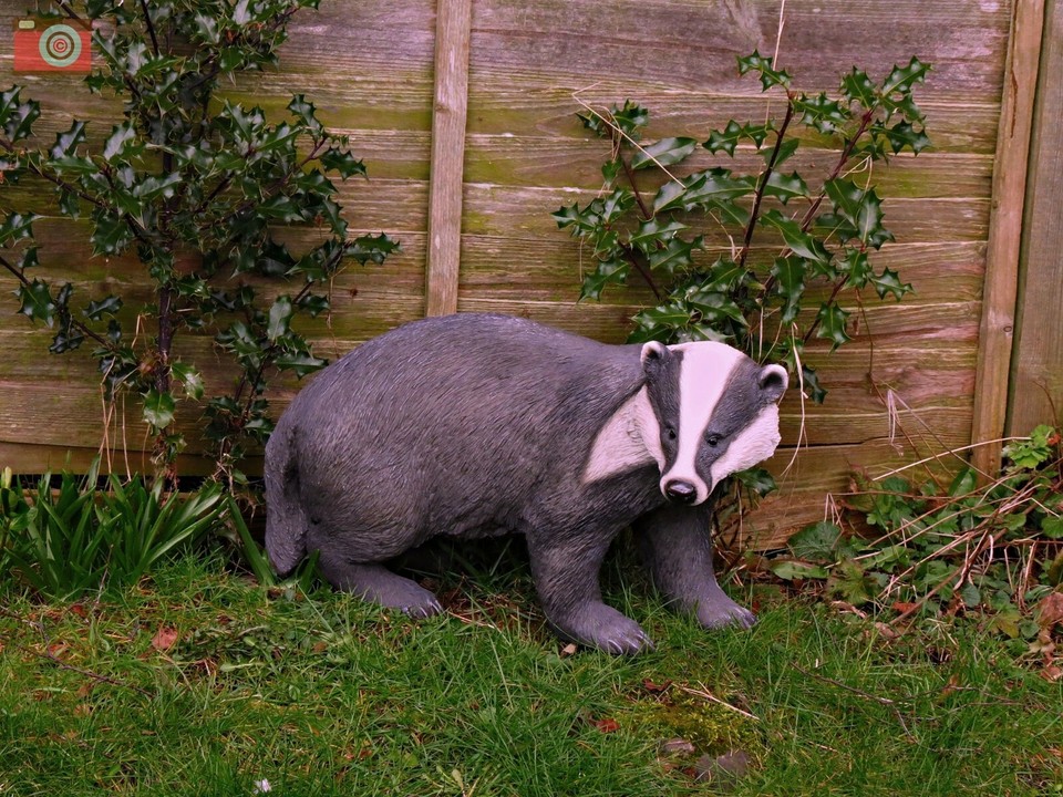 LIFE SIZE BADGER. Stunning Home & Garden Ornament. Very Realistic ...