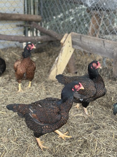 Pure DARK CORNISH INDIAN 12 - Hatching Eggs | eBay