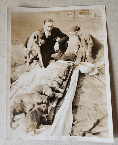 Type 1 Boxing Photo: 1934 Paul Berlenbach With Pet Great Dane & New ...