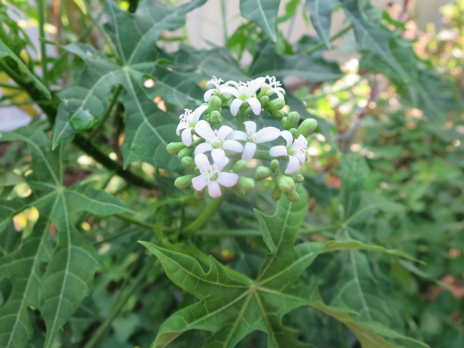 Chaya Maya Miracle Spinach Edible Tree 5 Cuttings | eBay