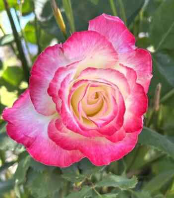 Large-Fragrant Double Delight Rose - 5 Stems for planting - USA | eBay