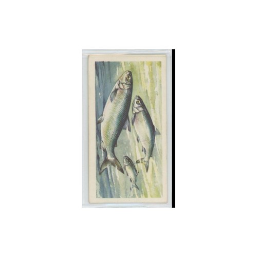 1960 Brooke Bond Freshwater Fish Powan #29 | eBay