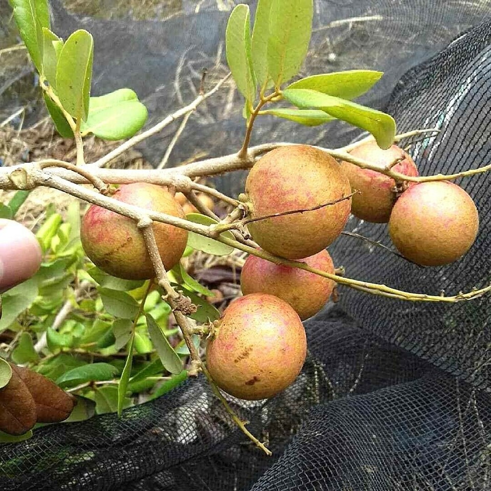 10 Longan Seeds Dimocarpus longan Seed Dragon Eye Fruit Organic | eBay