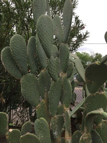 XOCONOSTLE JOCONOSTLE OPUNTIA MATUDAE PUEBLA VARIETY 50 FRESH SEEDS | eBay