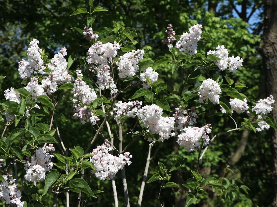 Lilac 'Beauty of Moscow' Syringa vulgaris Live Plant Very Fragrant ...