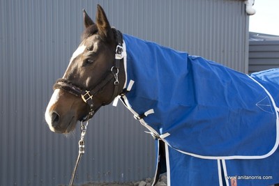 Capriole Waterproof 16oz Ripstop Canvas Unlined Winter Horse Neck Rug ...