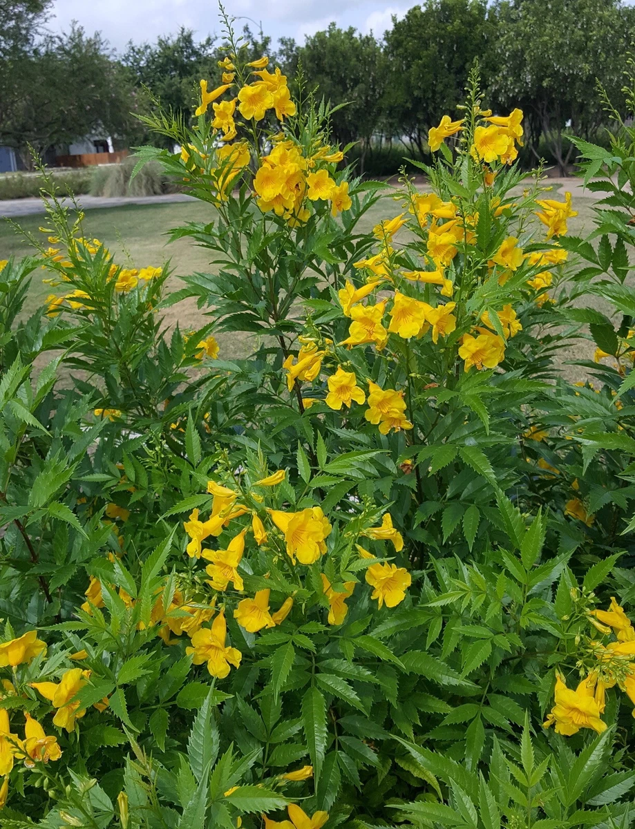 Esperanza Plants How To Grow Tecoma Stans Garden Design, 59% OFF