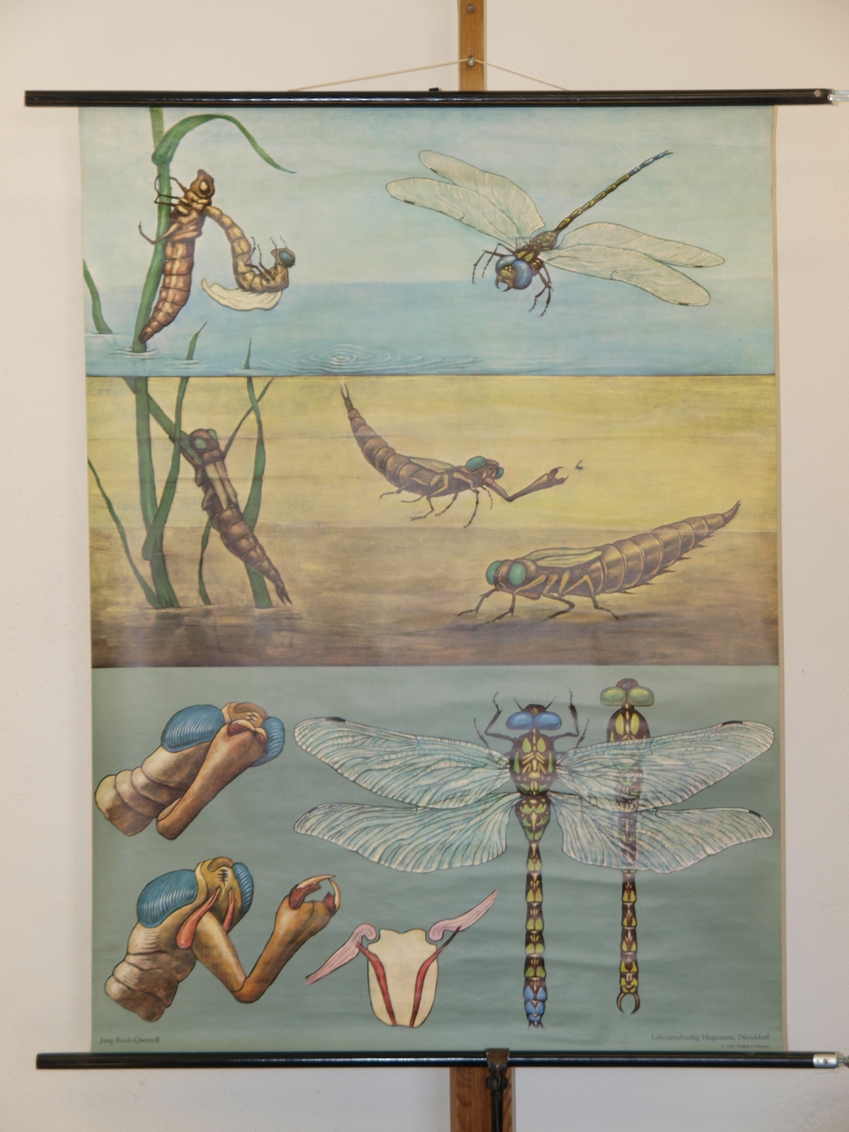 Jung Cook Quentell Animal Picture Blue Dragonfly 1965 Schulwandbild ...