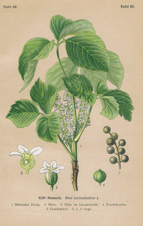 Giftefeu Blume Sumachgewächse – Wikipedia