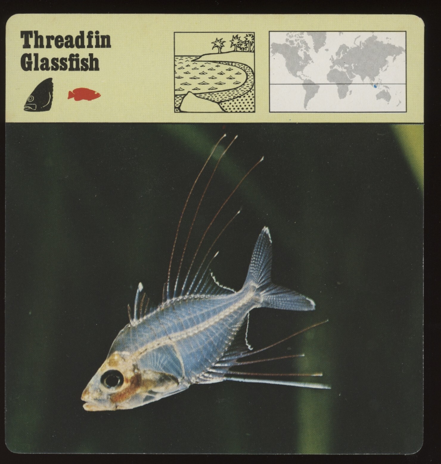 Threadfin Glassfish Safari Cards Rencontre Fish | eBay