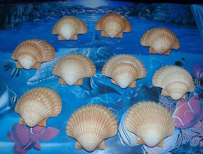 TEN (10) MEXICAN DEEP SCALLOP SEA SHELLS BEACH DECOR NAUTICAL CRAFT ...