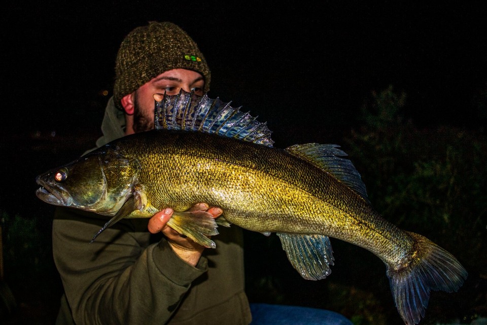 Zander / Perch Single Hook & Treble Predator Rig DeadBait Wire Trace ...