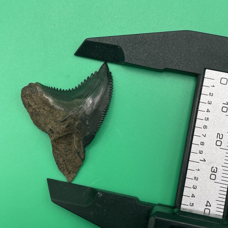 SNAGGLETOOTH SHARK TOOTH FOSSIL HEMIPRISTIS PEACE RIVER FLORIDA 1.5” | eBay