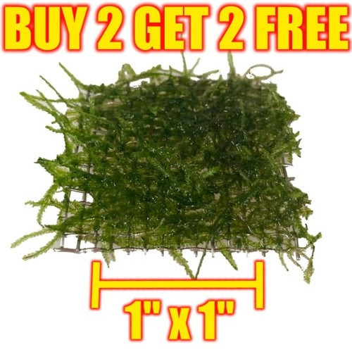 BEST DEAL BUY 2 GET 2! ONE JAVA MOSS MESH SQUARE EASY LOW LIGHT ...