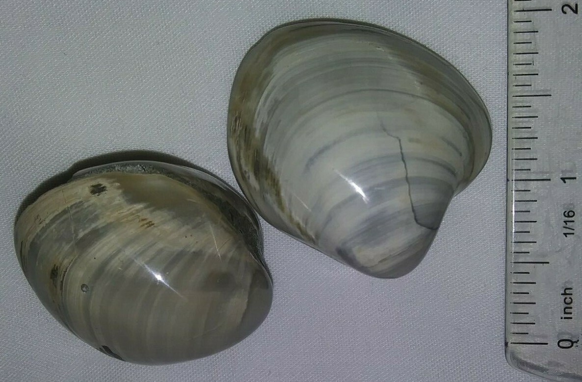 1 Rare Polished Bivalve Fossil Very Good - A Grade Madagascar | eBay