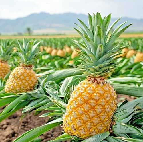 Elite Gold Pineapple Fruit Starter Plant - 4-6" Tall - Ship No Pot ...