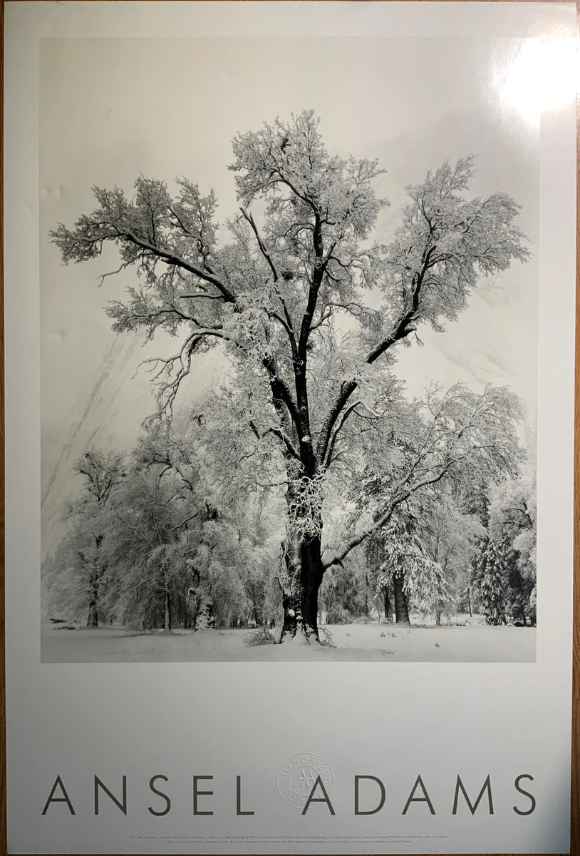 Ansel Adams Photography Winter Trees