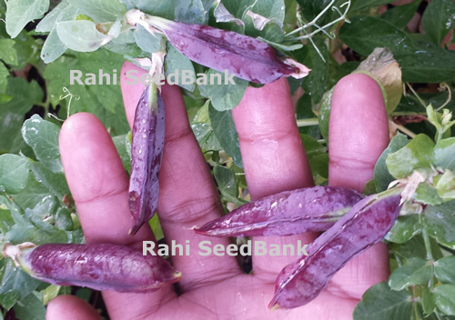 Purple Pea - The Most Rare & Beautiful Purple Pea Variety - 5 Seeds ...