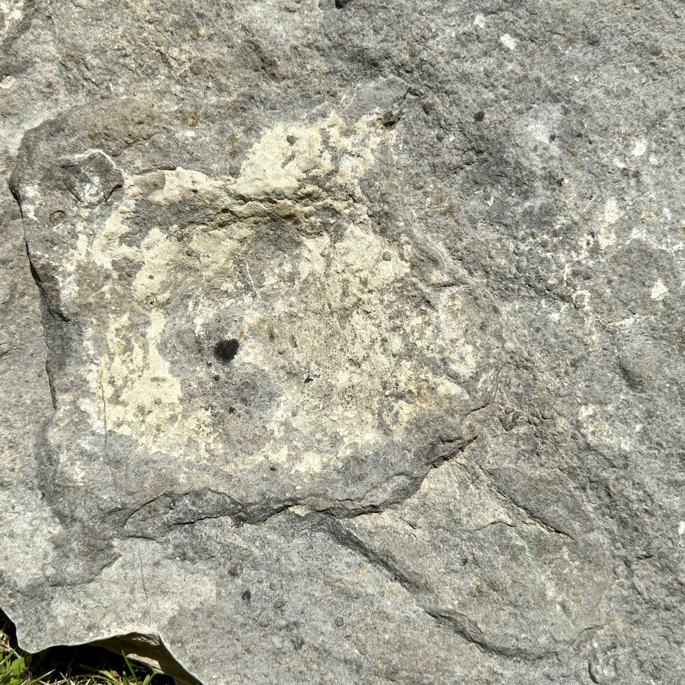 Rare Brachiosaurus Dinosaur Footprint from the Durlston Formation ...