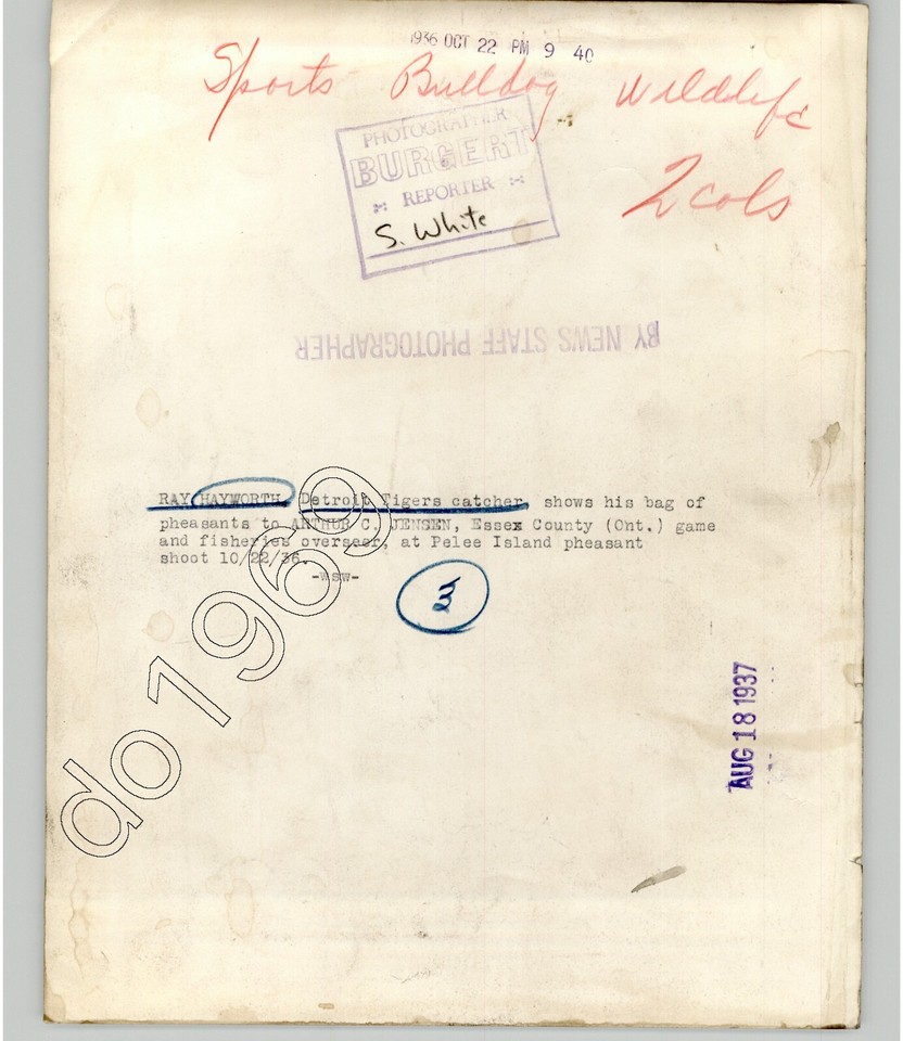 RAY HAYWORTH of Detroit Baseball HUNTING Pheasants VINTAGE 1937 Press ...